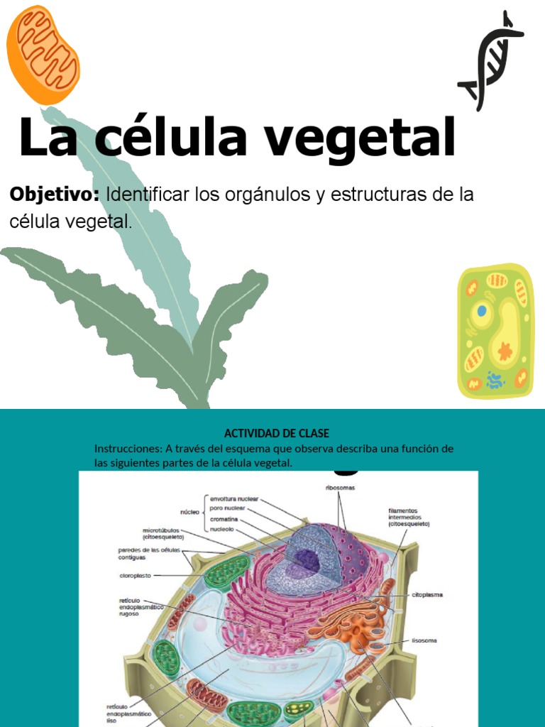La Célula Vegetal | PDF