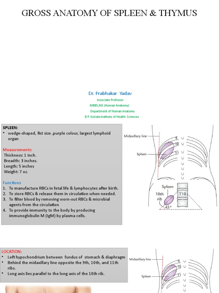 Gross Anatomy of Spleen & Thymus - Show | PDF