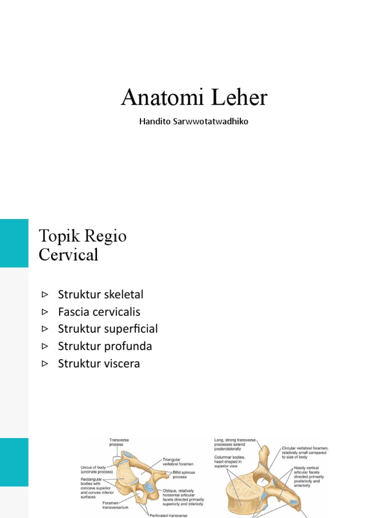 Anatomi Leher | PDF