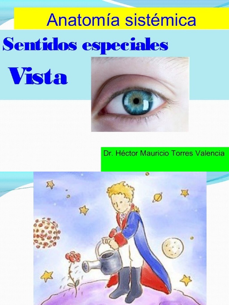 Anatomia del ojo y anexos oculares | PDF