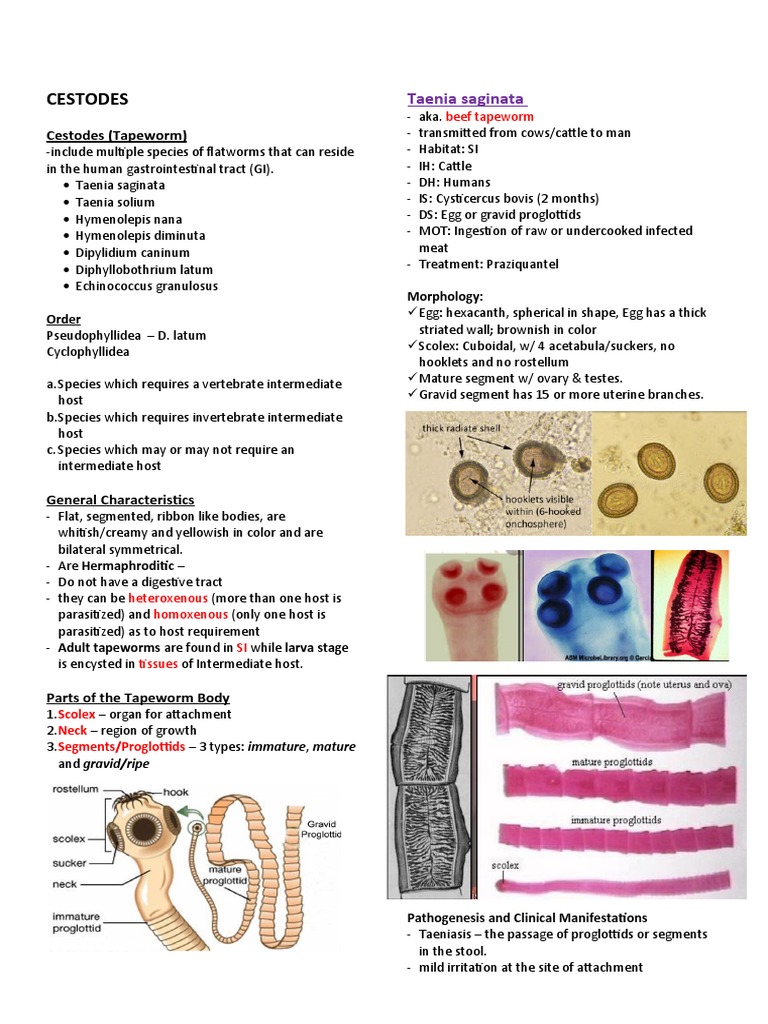 Cestodes | PDF | Animals And Humans | Microbiology