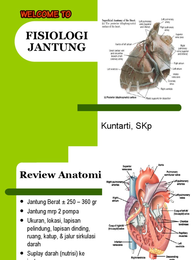 siklus jantung | PDF