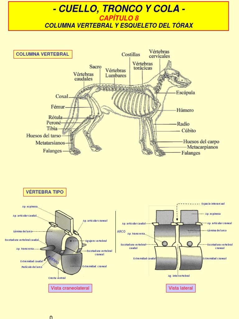 Capítulo 8 Ap. Locomotor Perro | PDF