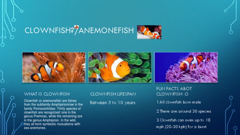 Clownfish | PDF