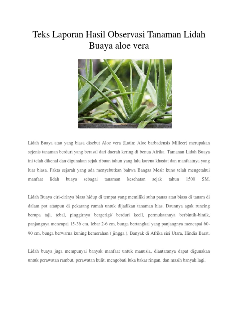 Teks Laporan Hasil Observasi Tanaman Lidah Buaya aloe vera 1 | PDF
