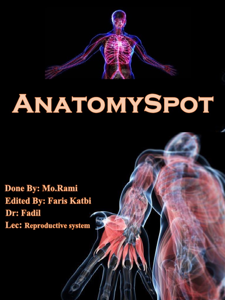 Lec7 Reproductive System (Male + Female) | PDF | Ovary | Uterus