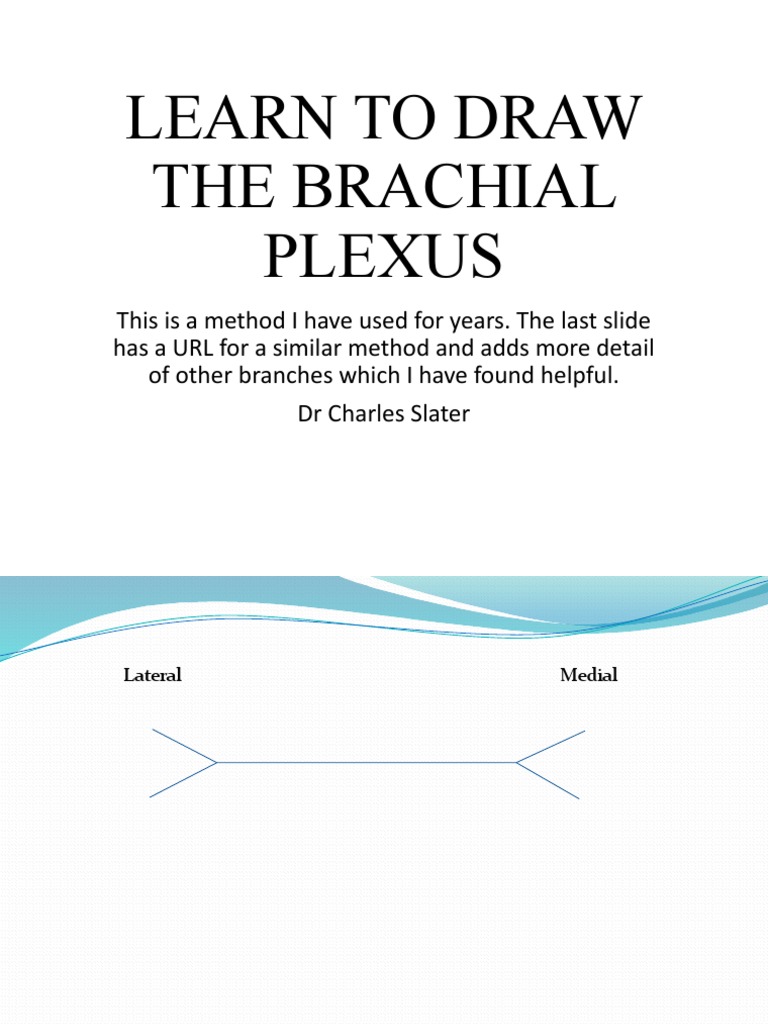 Brachial+Plexus+Drawing | PDF