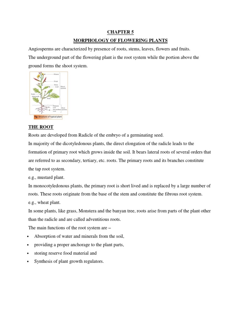 CHAPTER 5 Morphology of Flowering Plants | PDF