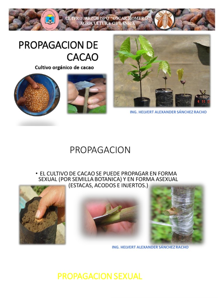 Propagacion de Cacao | PDF
