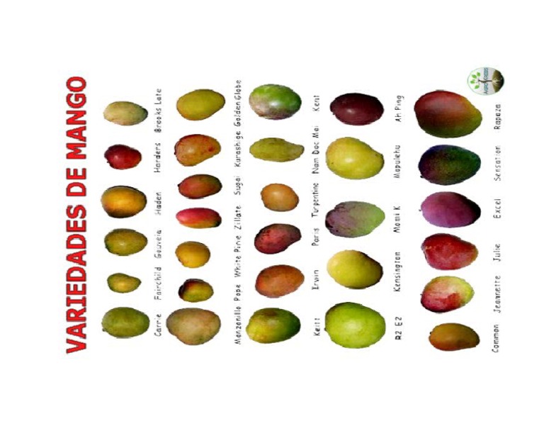 Variedades de Mango | PDF