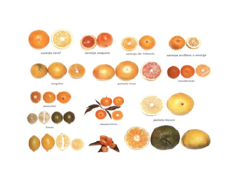 Variedades de Citricos | PDF