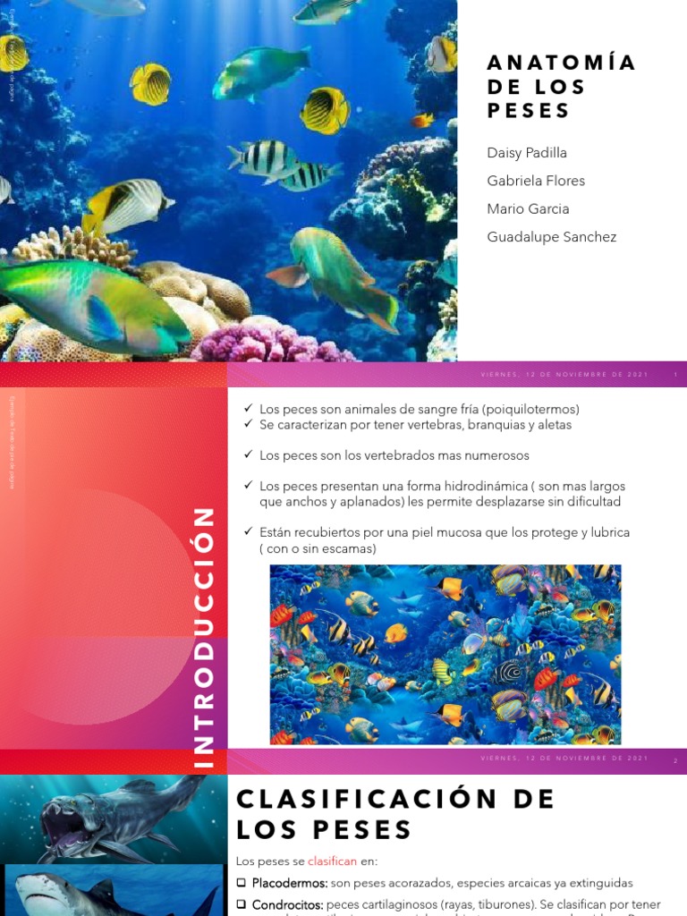 Anatomía de Los Peses | Descargar gratis PDF | Esqueleto | Vértebra