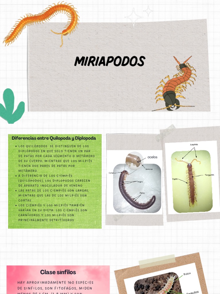 Miriapodos (Quilopoda, Diplopoda, Symphyla y Pauropoda) | PDF