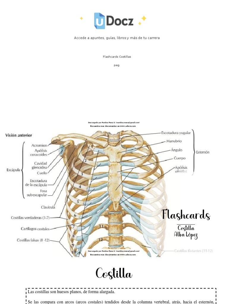 Anatomía Típica De Las Costillas PDF) Anatomia Con Orientacion