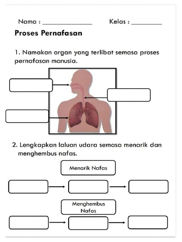 Sains Tahun 4 Topik Manusia | PDF