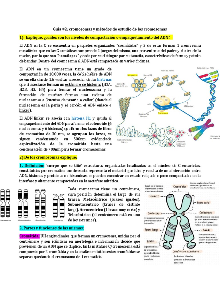 Guía 2 Cromosomas y Metodos de Estudio de Los Cromosomas | PDF
