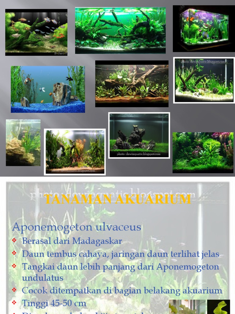 Ikan Hias Di Lingkunganku | PDF