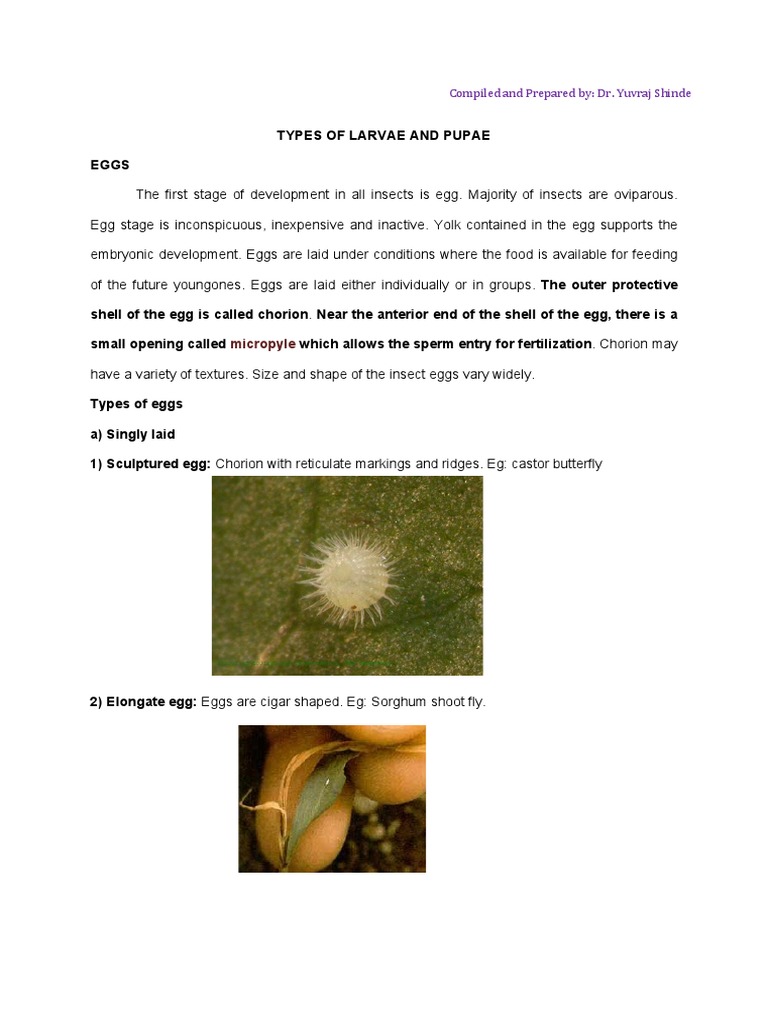 Unit 2 Types of Eggs, Larvae and Pupae in Insects | PDF | Pupa | Arthropods