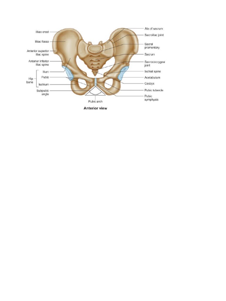Pelvis | PDF