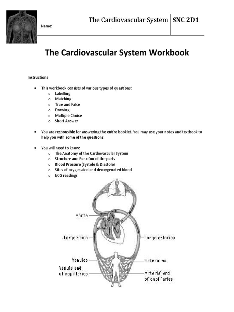 The Cardiovascular System Workbook (Simplified) Solutions | PDF