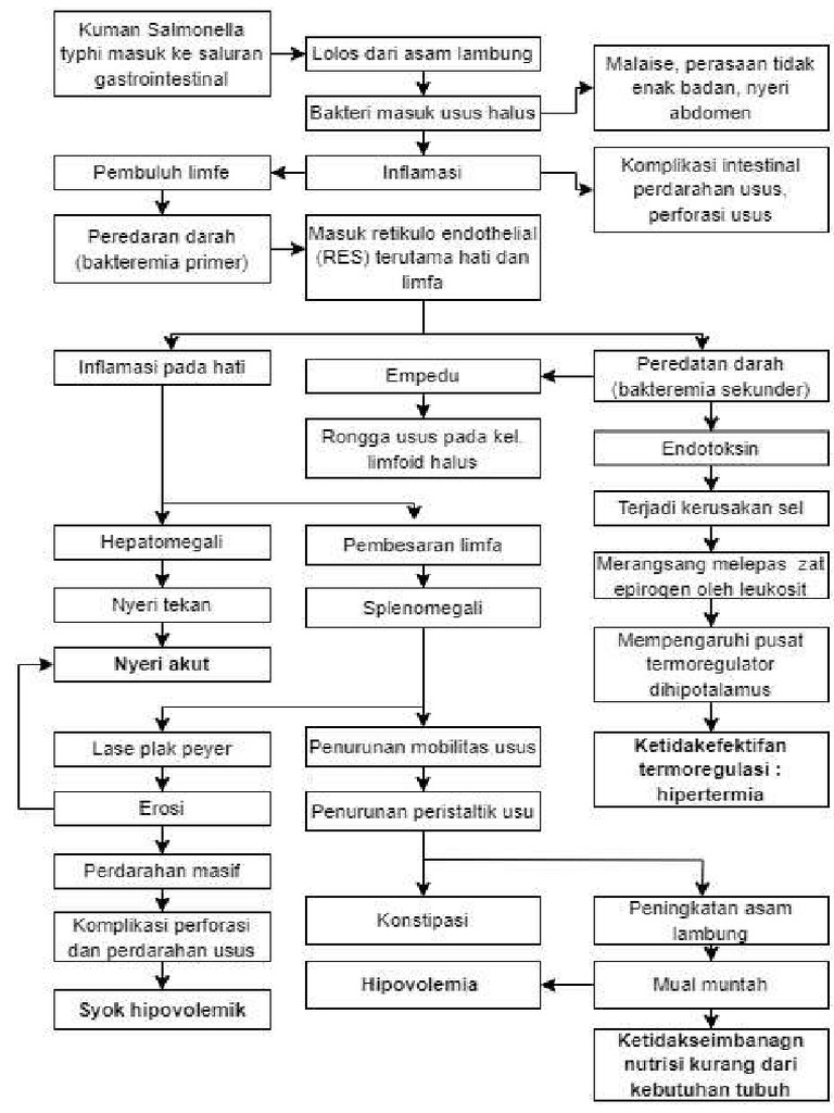 Patoflow Demam Tifoid | PDF