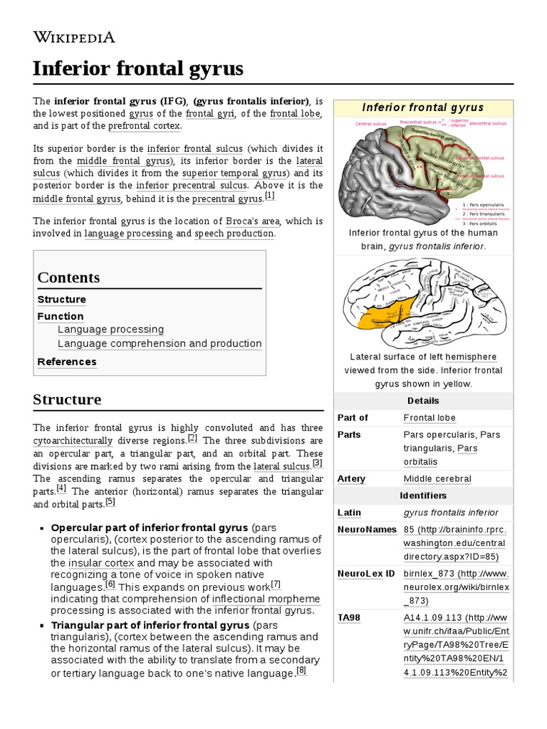 Inferior_frontal_gyrus | PDF | Frontal Lobe | Neuroscience