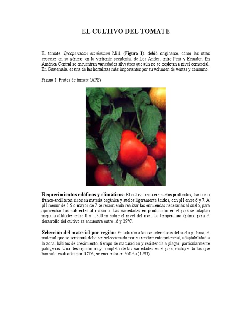 Producción de Tomate | PDF | Tomate | Riego