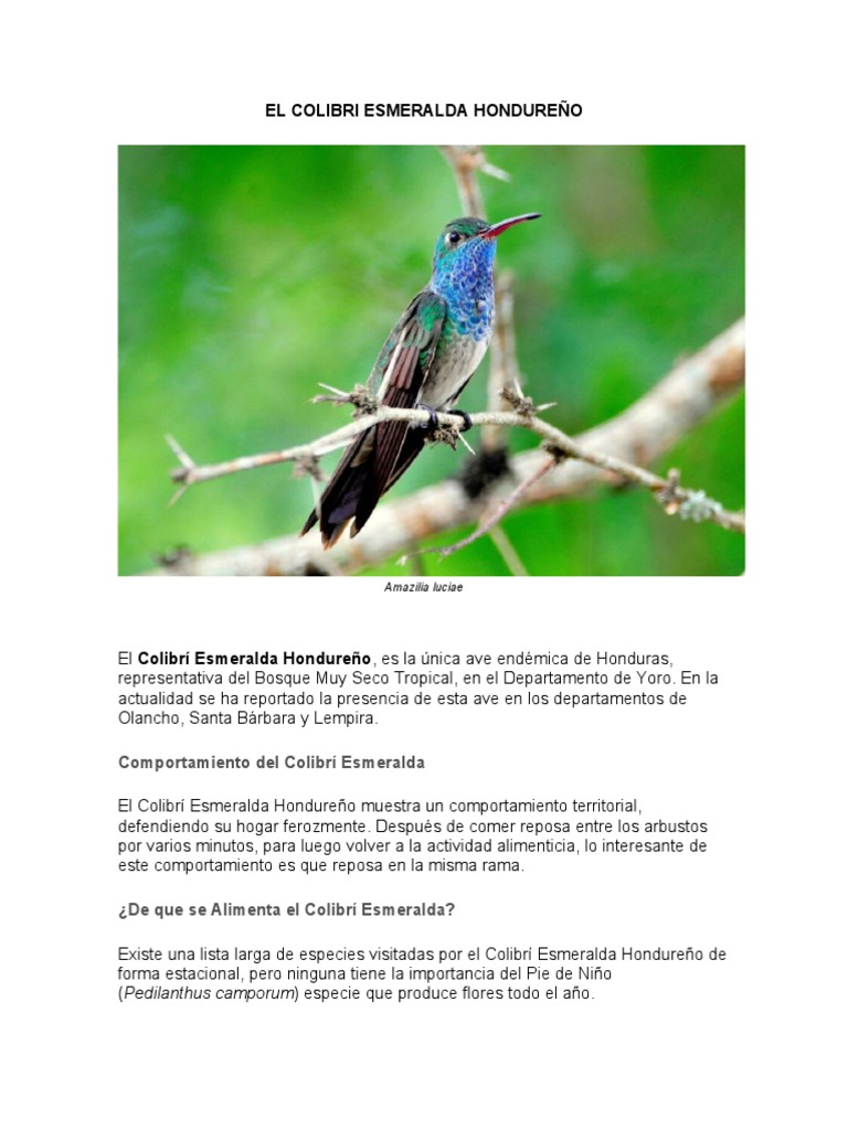El Colibri Esmeralda Hondureño | PDF