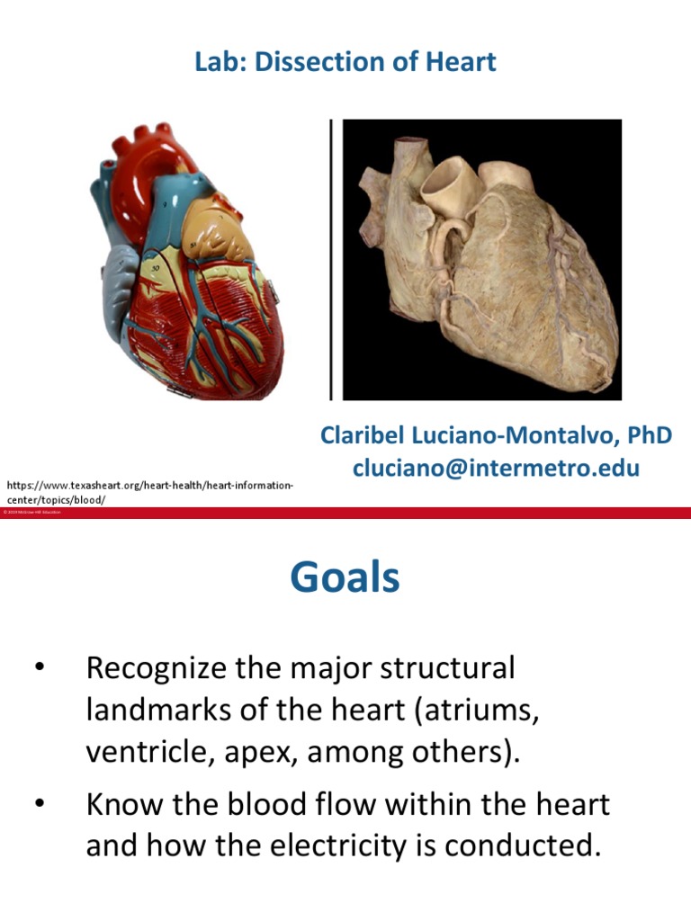 LAB BMSC 3012 (Dissecting Heart) | PDF