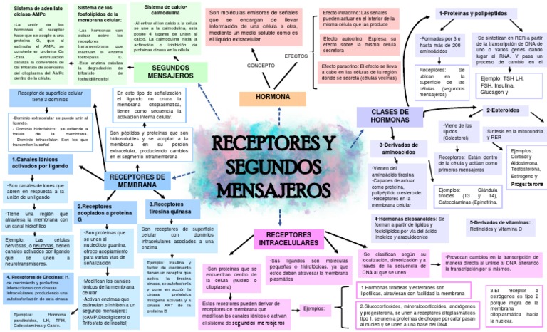 Mapa de Receptores | PDF