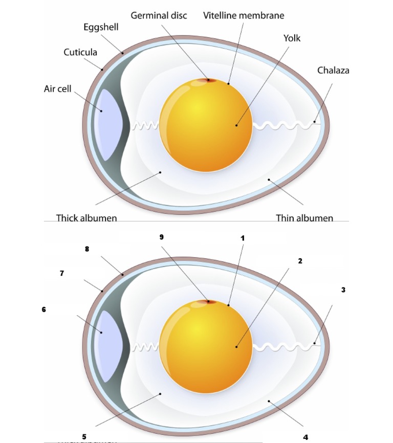 Egg Structure | PDF