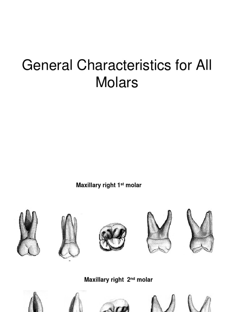 (Oral Ana) Molars Gen Characteristics | PDF | Dentistry Branches ...