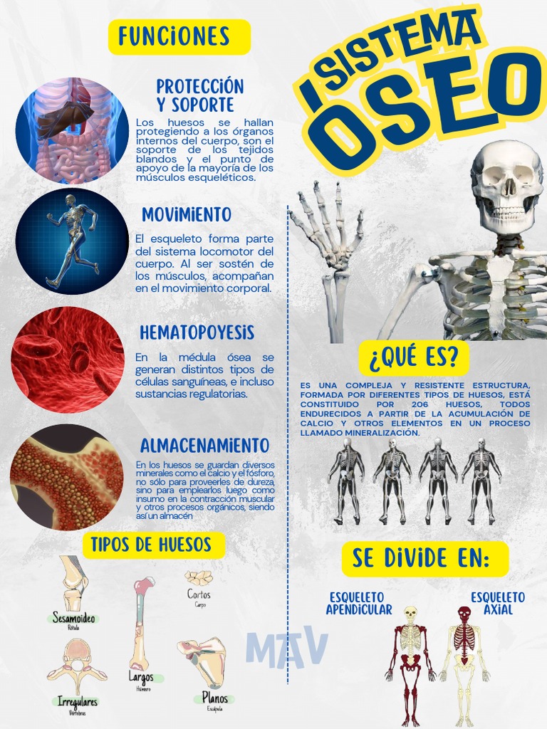 Infografía Del Sistema Óseo - MAV | PDF
