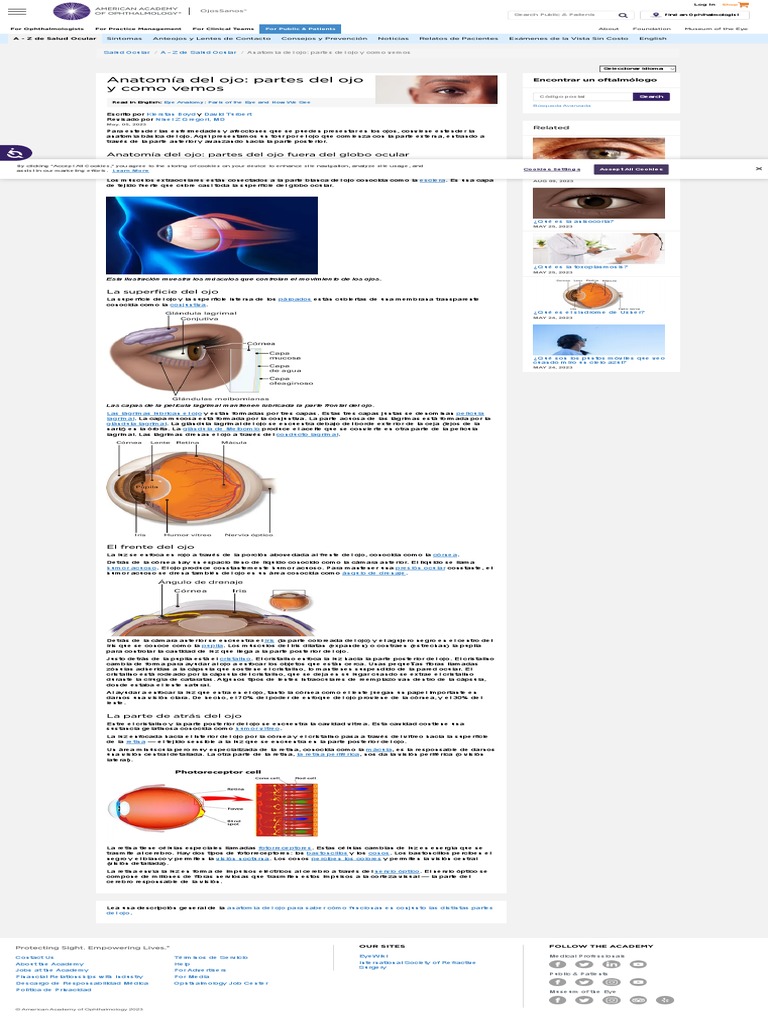 Anatomía Del Ojo - Partes Del Ojo y Como Vemos - American Academy of ...