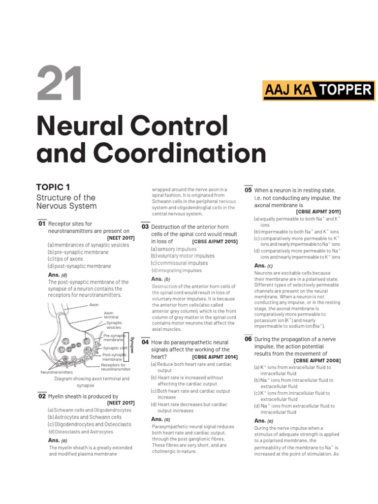 Neural Control and Coordination: Topic 1 | PDF | Neuron | Axon