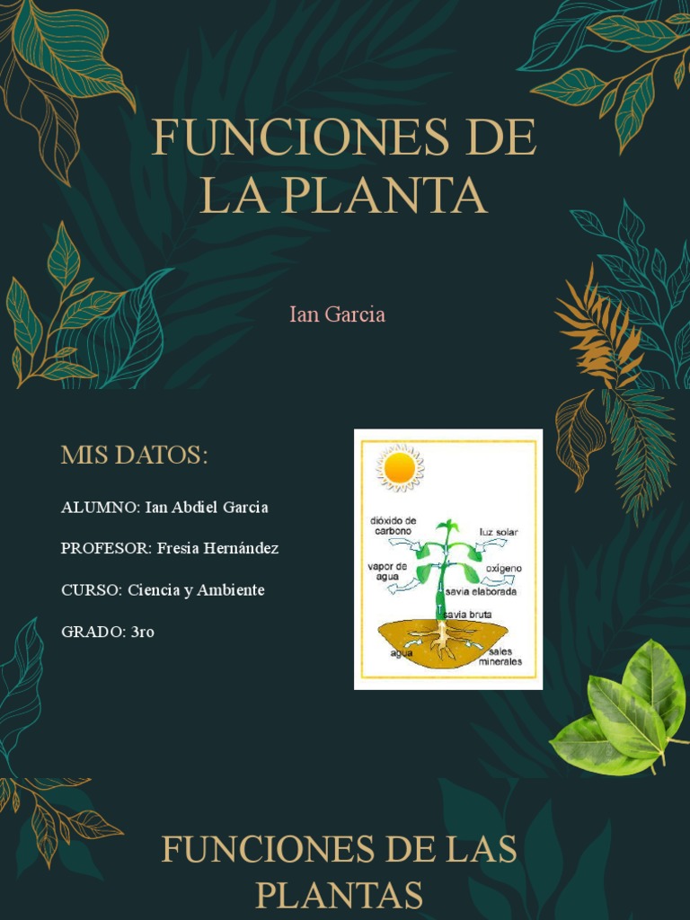Funciones de La Planta | PDF