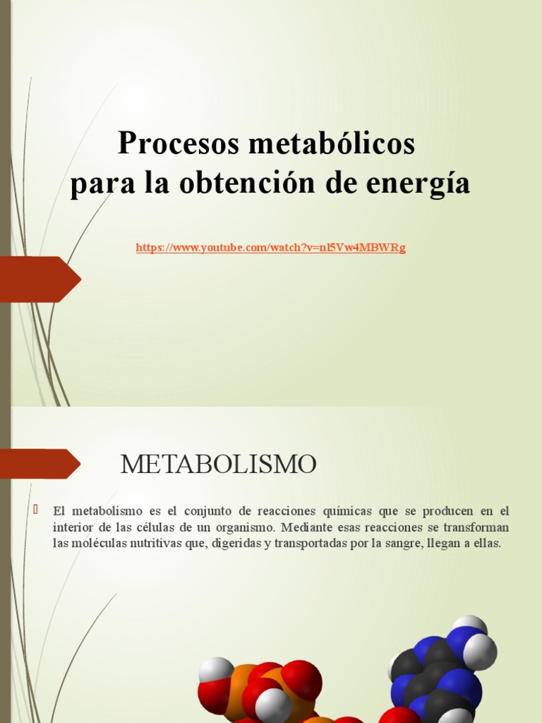 Procesos Metabólicos | PDF