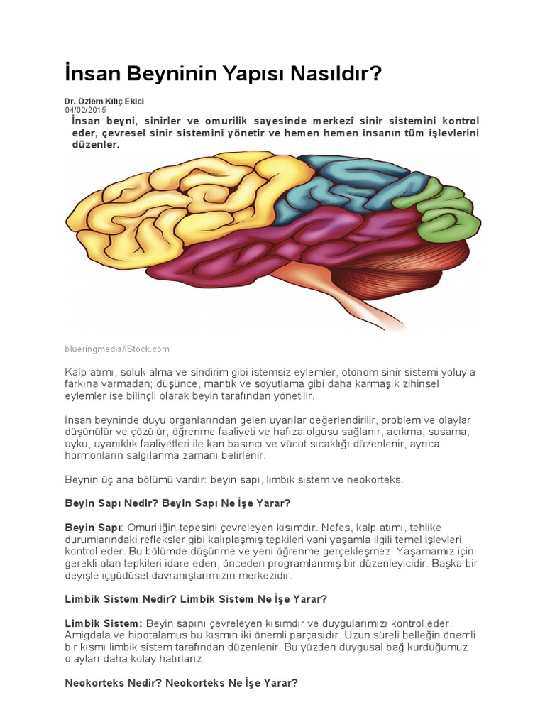 Beyin Yapısı | PDF