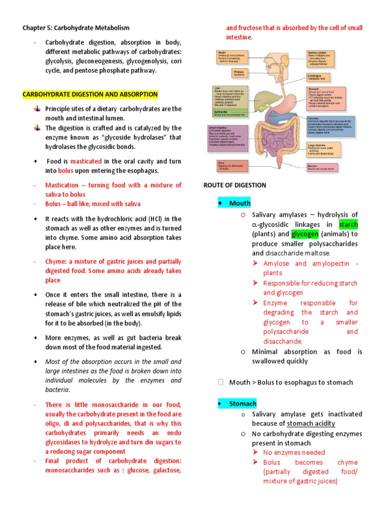 Carbohydrate Metabolism | PDF | Glycolysis | Adenosine Triphosphate