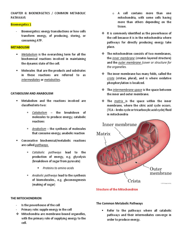 Common Metabolic Pathways | PDF