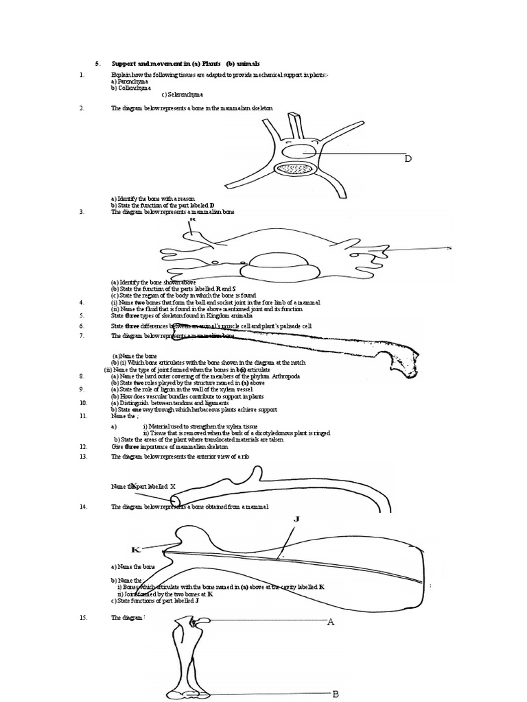Support and Movement in Plants and Animals | PDF | Skeleton | Tissue ...