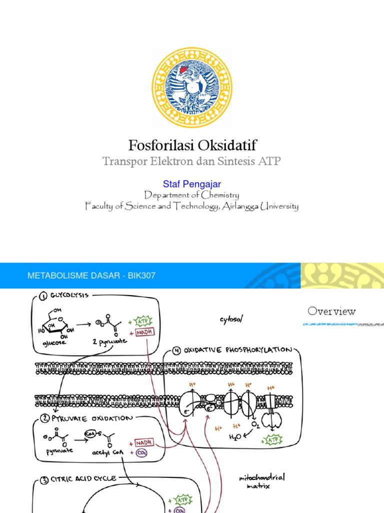 Fosforilasi Oksidatif dan Sintesis ATP | PDF