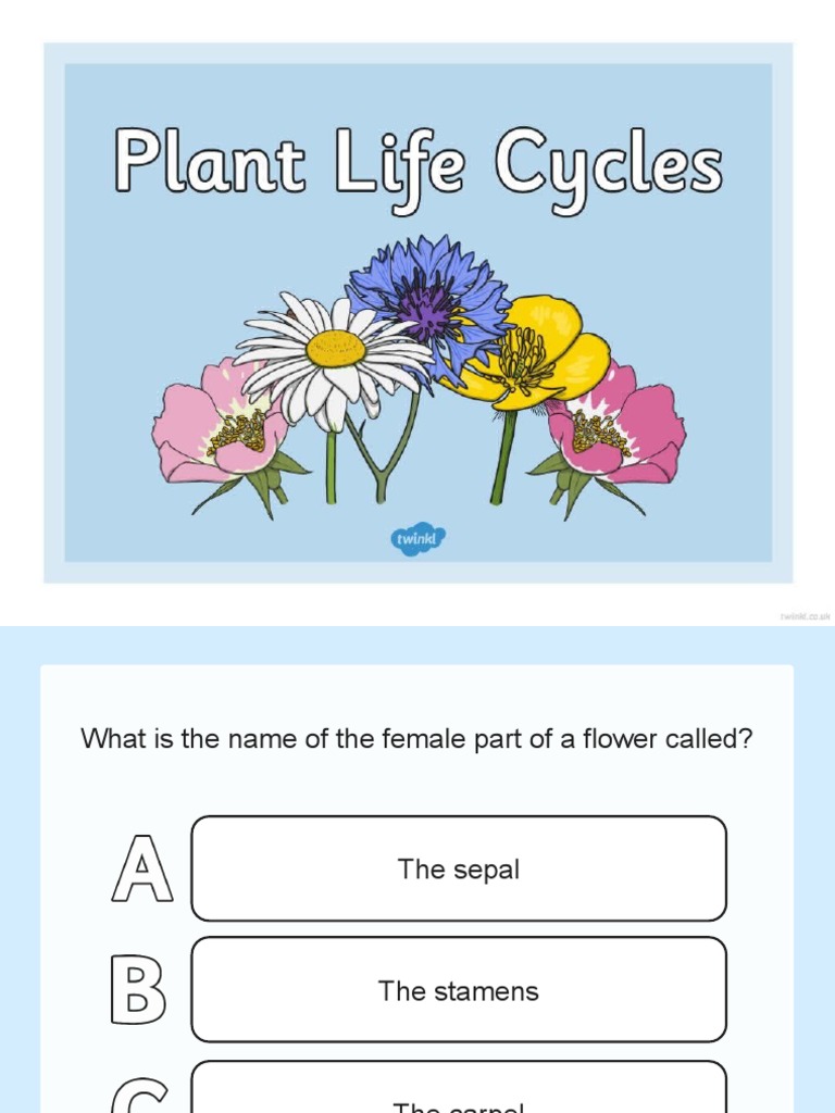 Plant Life Cycles Quiz | PDF | Science & Mathematics