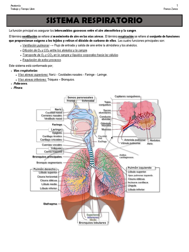 Anatomía - Sistema Respiratorio | PDF