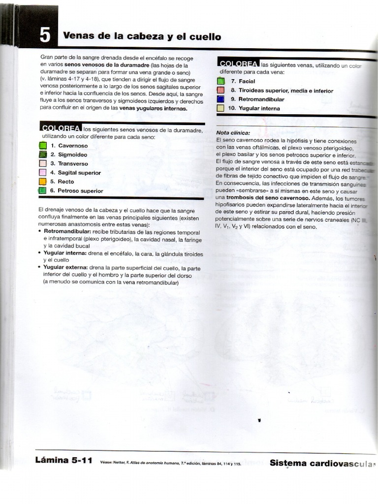 Netter Parte 2 | PDF