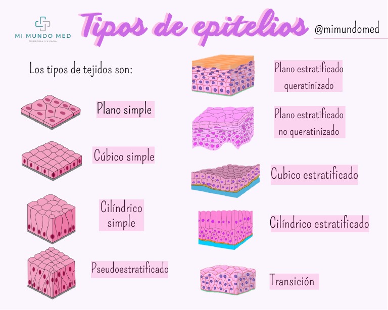 Tipos de Epitelio | PDF