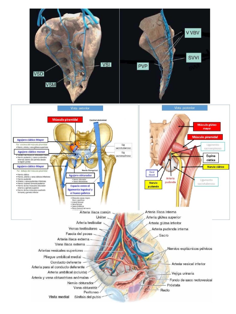 Arterias Venas Musculos Del Sacro | PDF