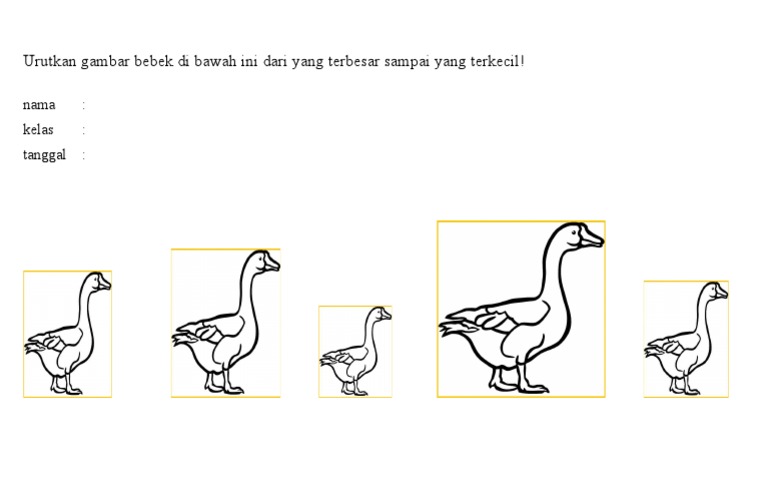 Urutkan gambar bebek di bawah ini dari yang terbesar sampai yang ...