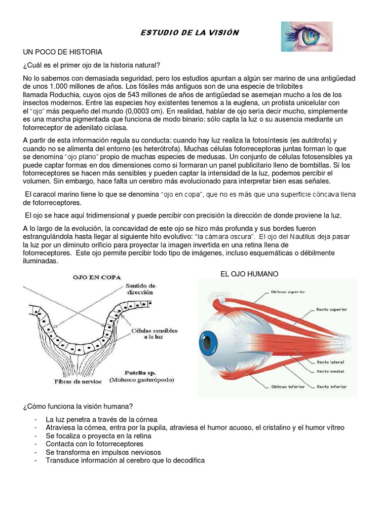 Vision Humana | PDF | Ojo humano | Percepción visual