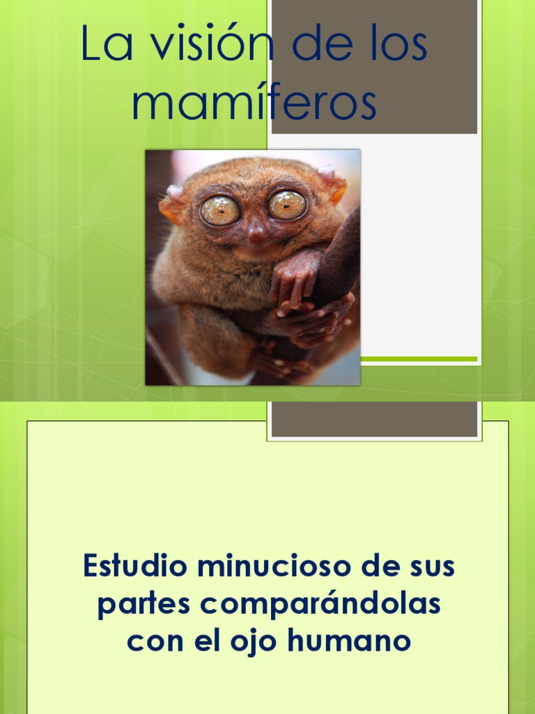 Visión de mamíferos y sus ojos | PDF | Percepción visual | Ojo humano